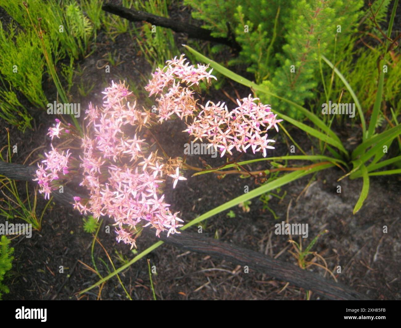 Corymbium hi-res stock photography and images - Alamy