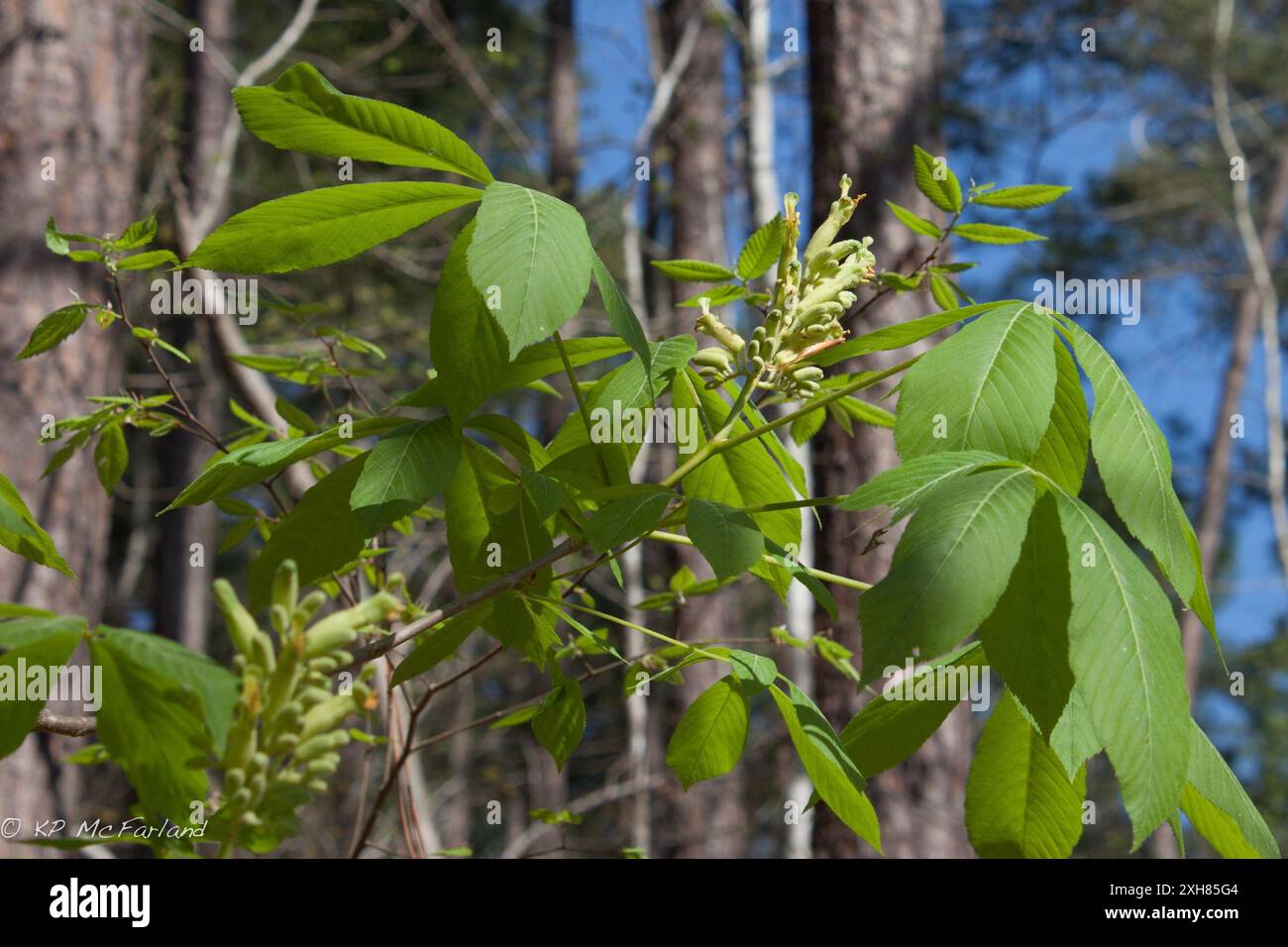 painted buckeye (Aesculus sylvatica) Raleigh, North Carolina, United ...