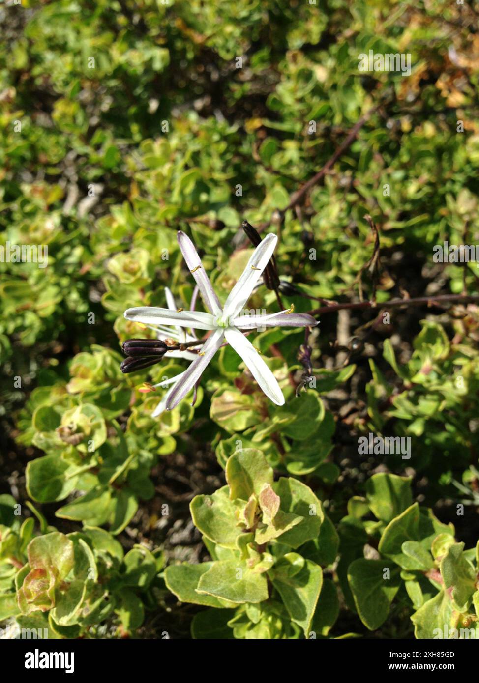 wavy-leafed soap plant (Chlorogalum pomeridianum) Milagra Ridge ...