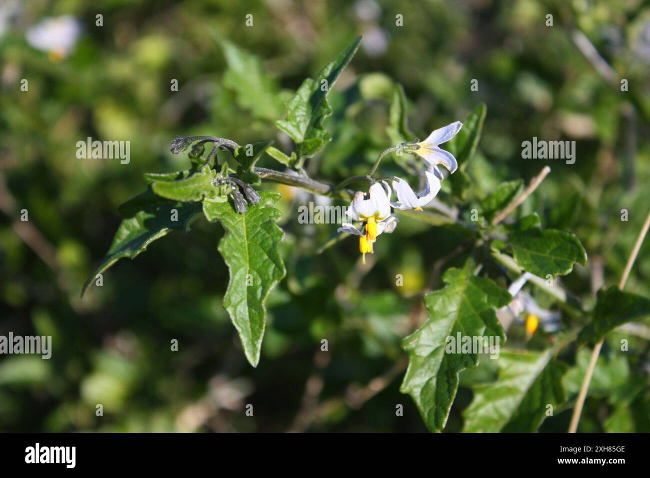 forked nightshade (Solanum furcatum) Candlestick point State Recreation ...