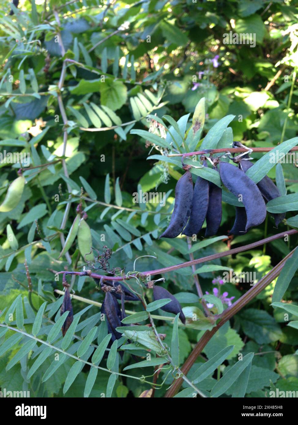giant vetch (Vicia gigantea) San Pedro Valley County Park, Pacifica ...