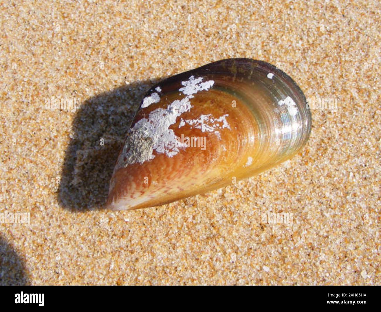 Brown Mussel (Perna perna) Coconut Coast Road, Jangamo: Paindane resort ...