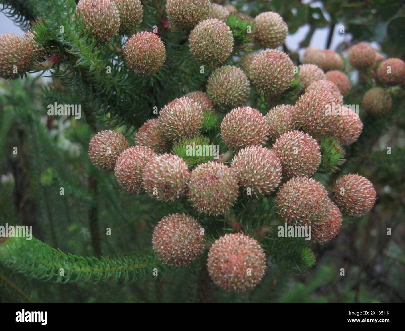 Redleg Kolkol (Berzelia abrotanoides) Sleeping Beauty Hike in the ...