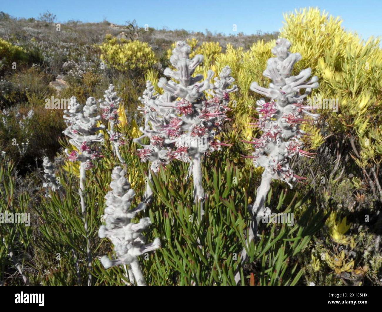 Longhead Sceptre (Paranomus dispersus) Rooiberg Gamka Nature Reserve ...