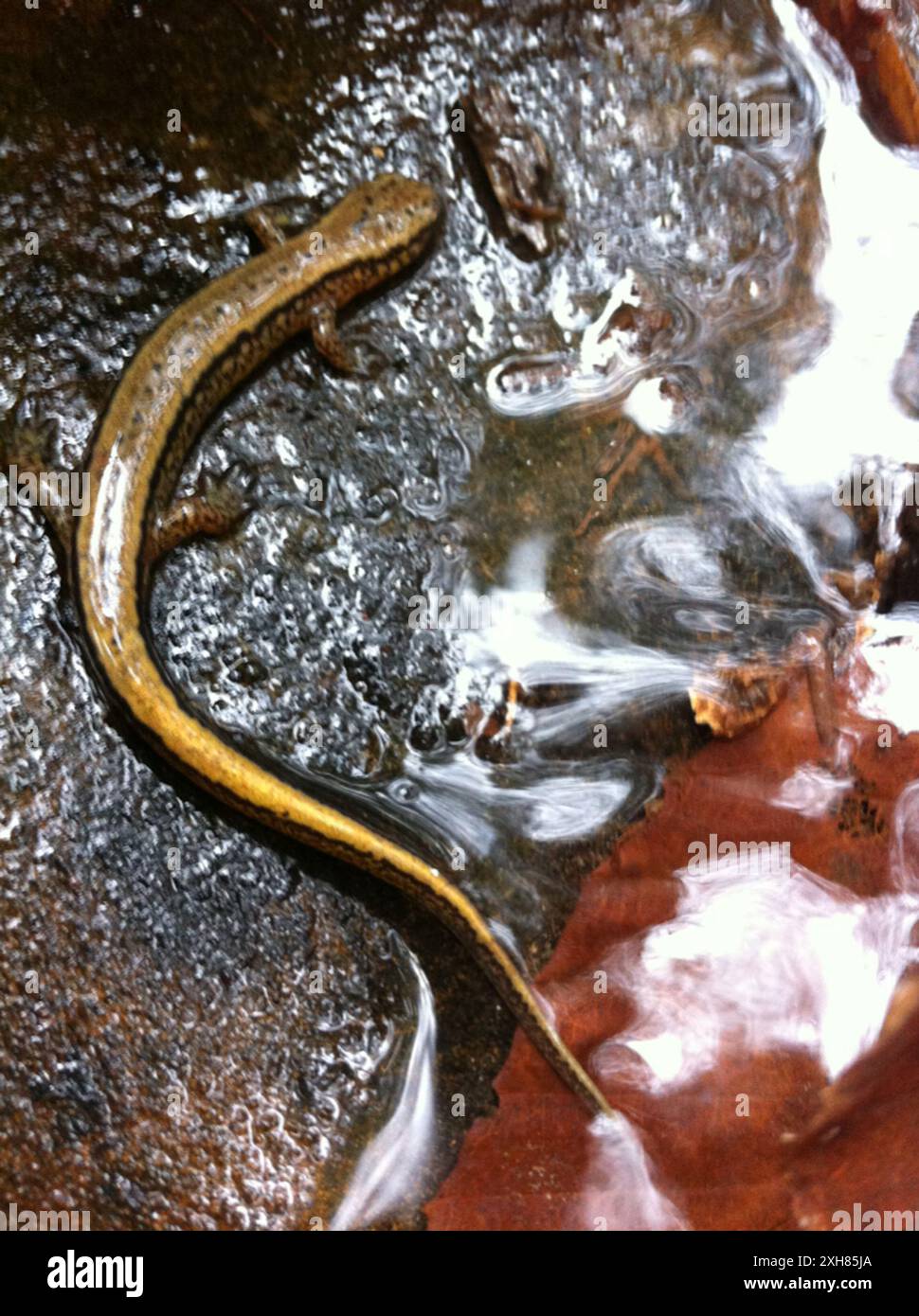 Southern Two-lined Salamander (Eurycea cirrigera) Ohio, US Stock Photo ...