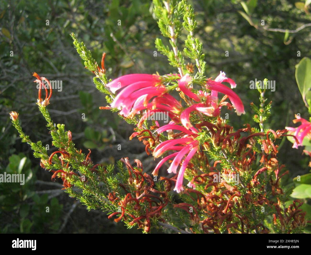 Coppice Discolorous Heath (Erica discolor discolor) Dune Molerat ...