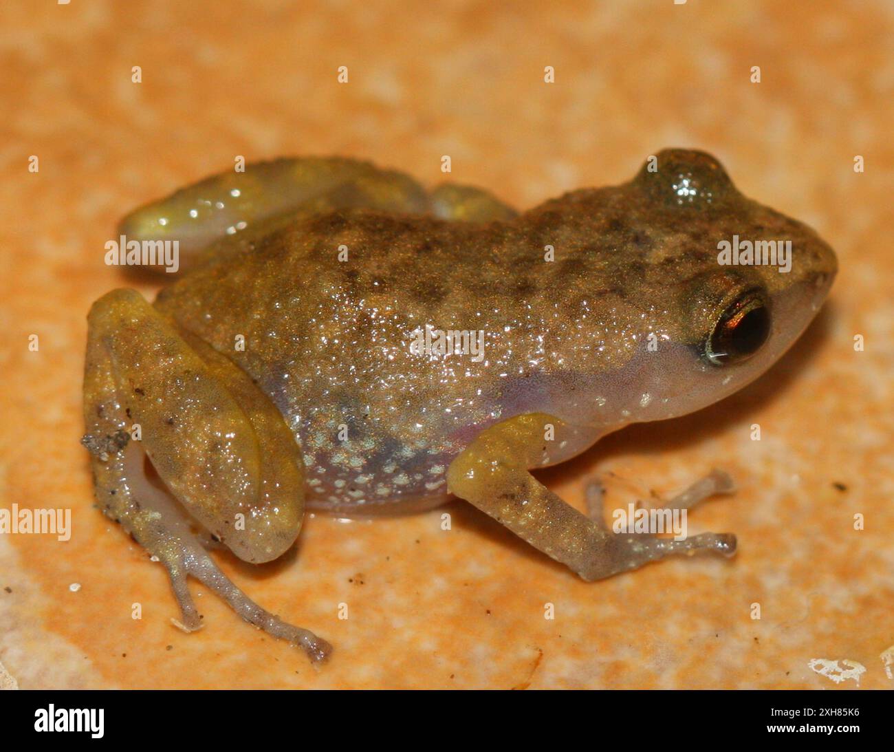 Pale Chirping Frog (Eleutherodactylus pallidus) Sayulita Stock Photo ...