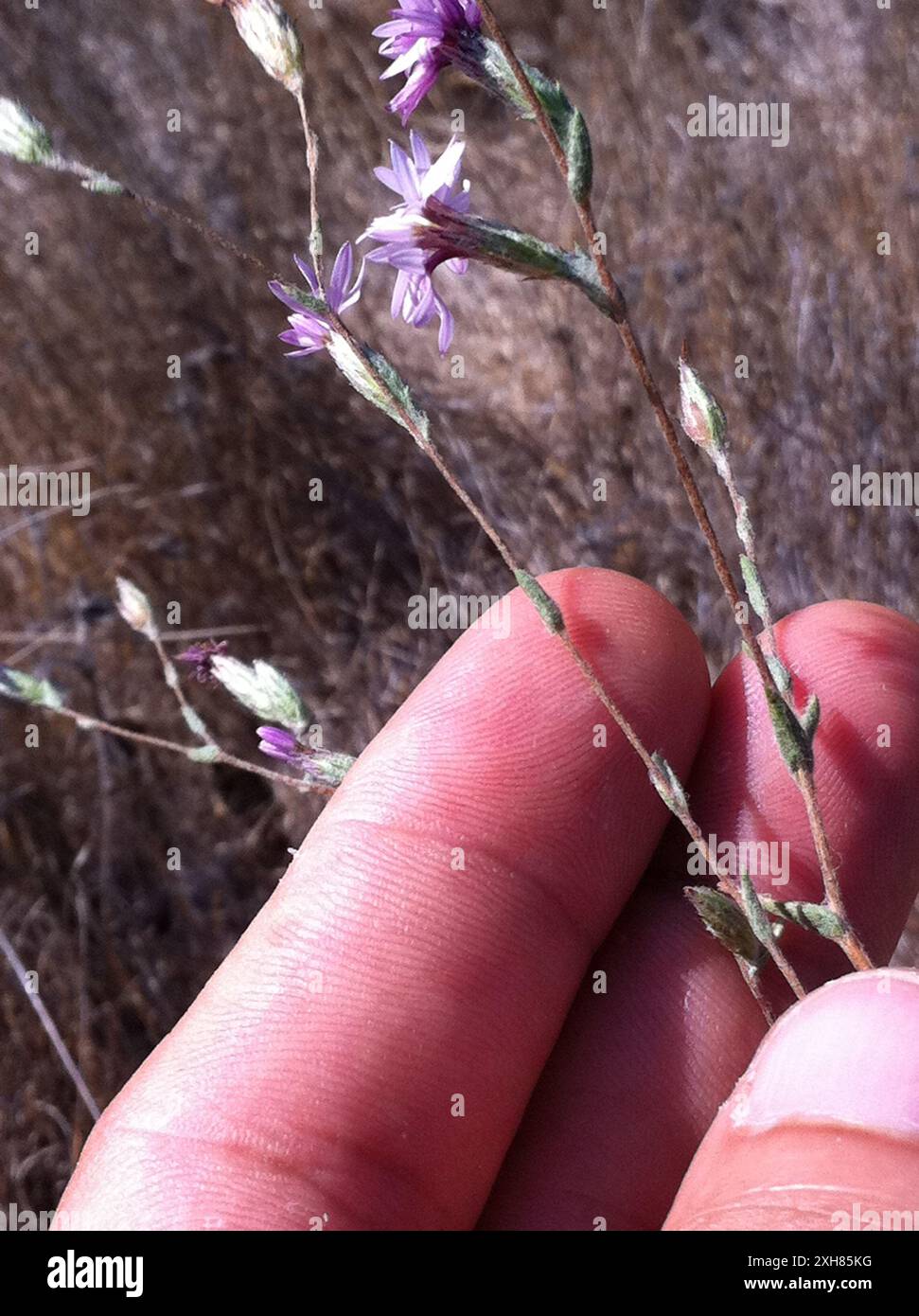 woollyhead lessingia (Lessingia hololeuca) , California, US Stock Photo ...