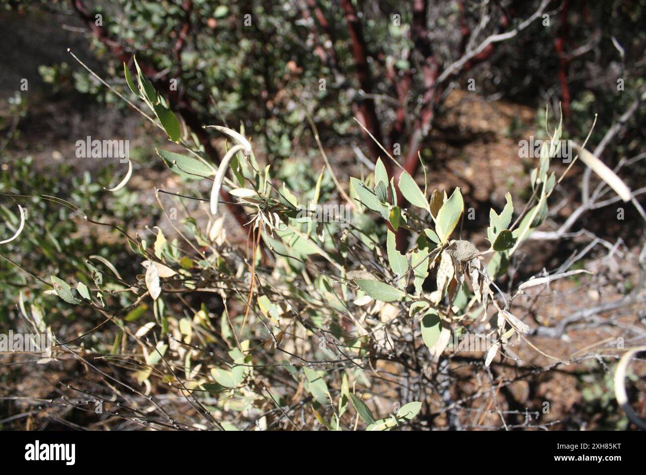 Bush Poppy (Dendromecon rigida) , robert louis stevenson state park ...