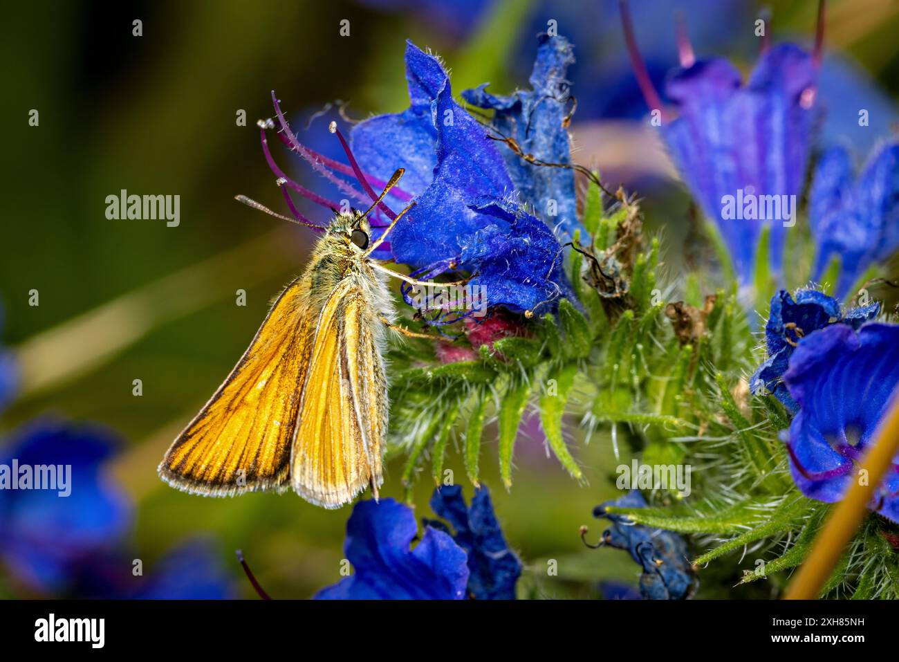 A butterfly In the wild Stock Photo - Alamy