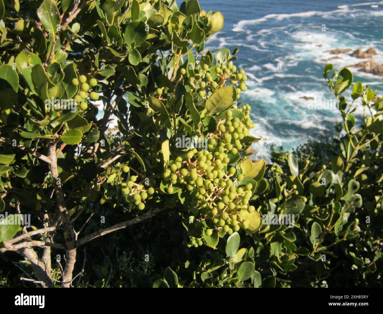Olea capensis hi-res stock photography and images - Alamy