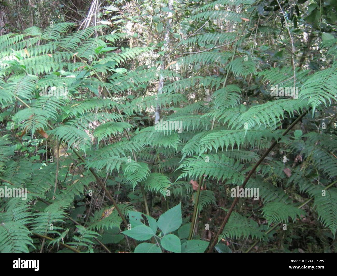Forest Tree Fern (Cyathea capensis) Collinshoek: On the Big Tree Trail ...
