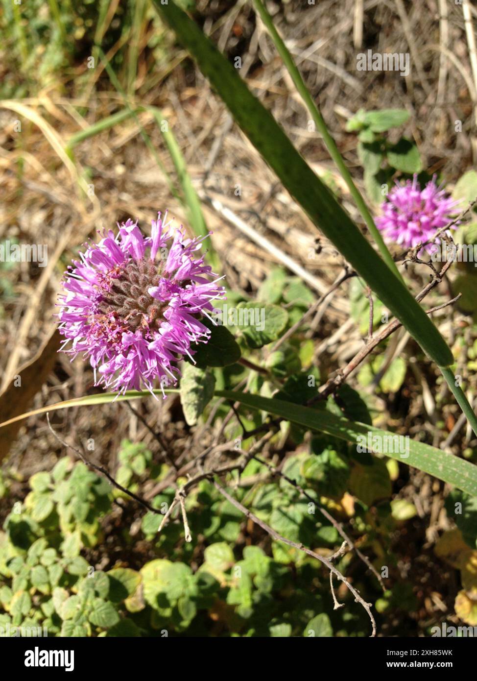 Coyote Mint (Monardella villosa) San Pedro Valley County Park, Pacifica ...