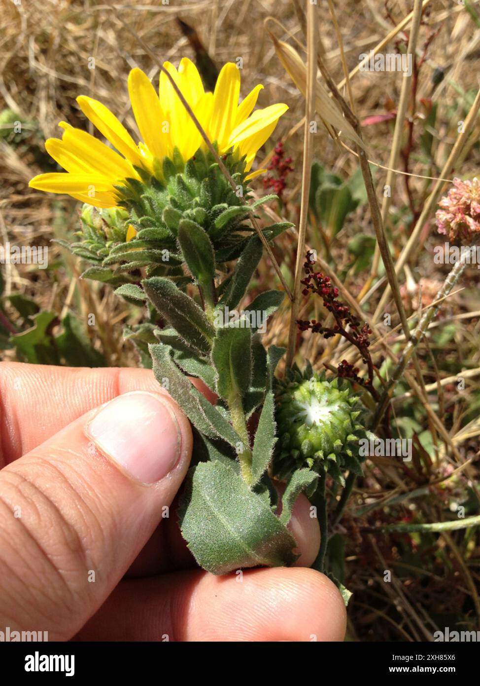 Coastal Gum Plant (Grindelia stricta platyphylla) Milagra Ridge ...