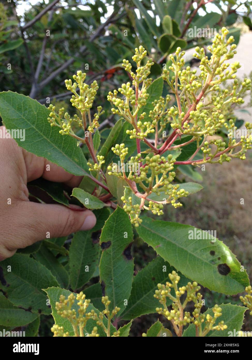Toyon (Heteromeles arbutifolia) Milagra Ridge, Pacifica, California, US ...