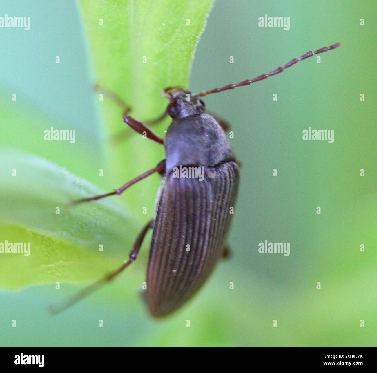 Comb-clawed Darkling Beetles (Alleculinae) minneapolis Stock Photo - Alamy