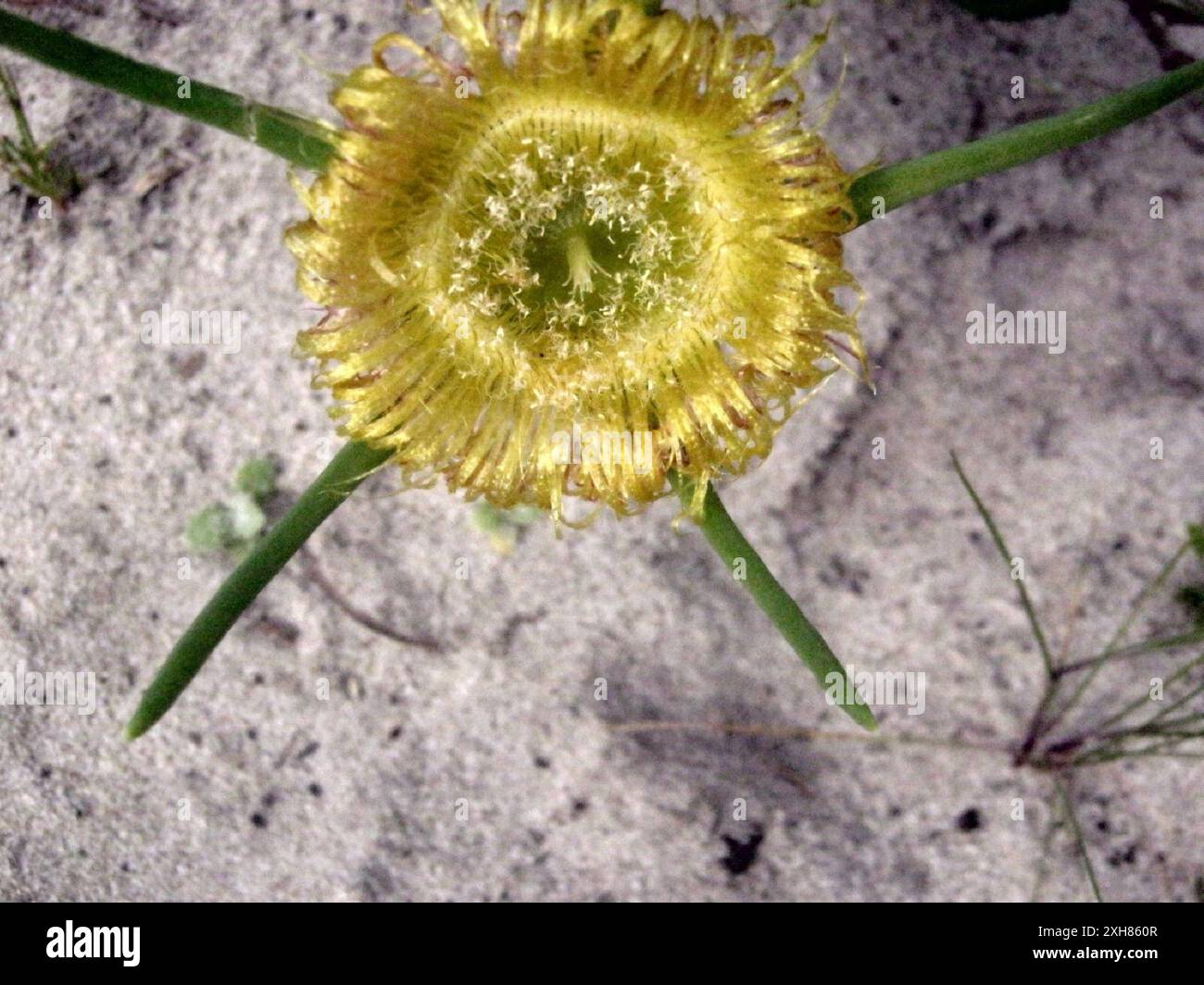 Southern Conefig (Conicosia pugioniformis muiri) Dune Molerat Reserve ...