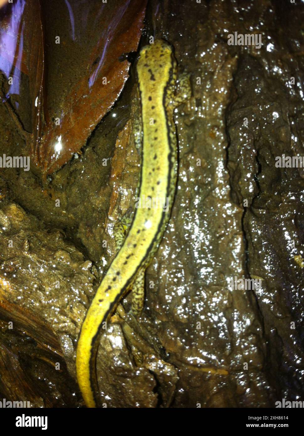 Southern Two-lined Salamander (Eurycea cirrigera) Ohio, US Stock Photo ...