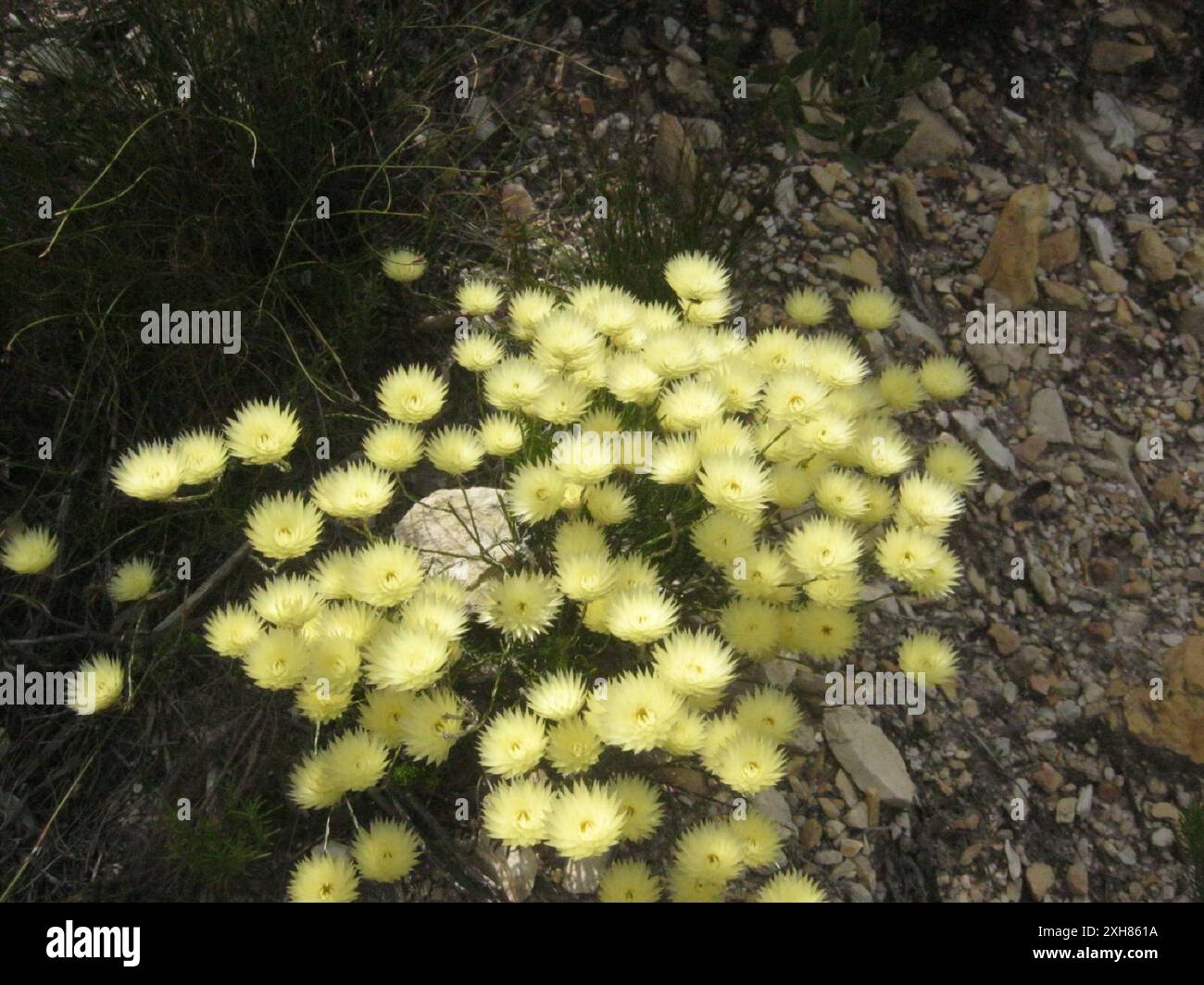Common Scaly Sewejaartjie (Edmondia sesamoides) Fernkloof in the ...