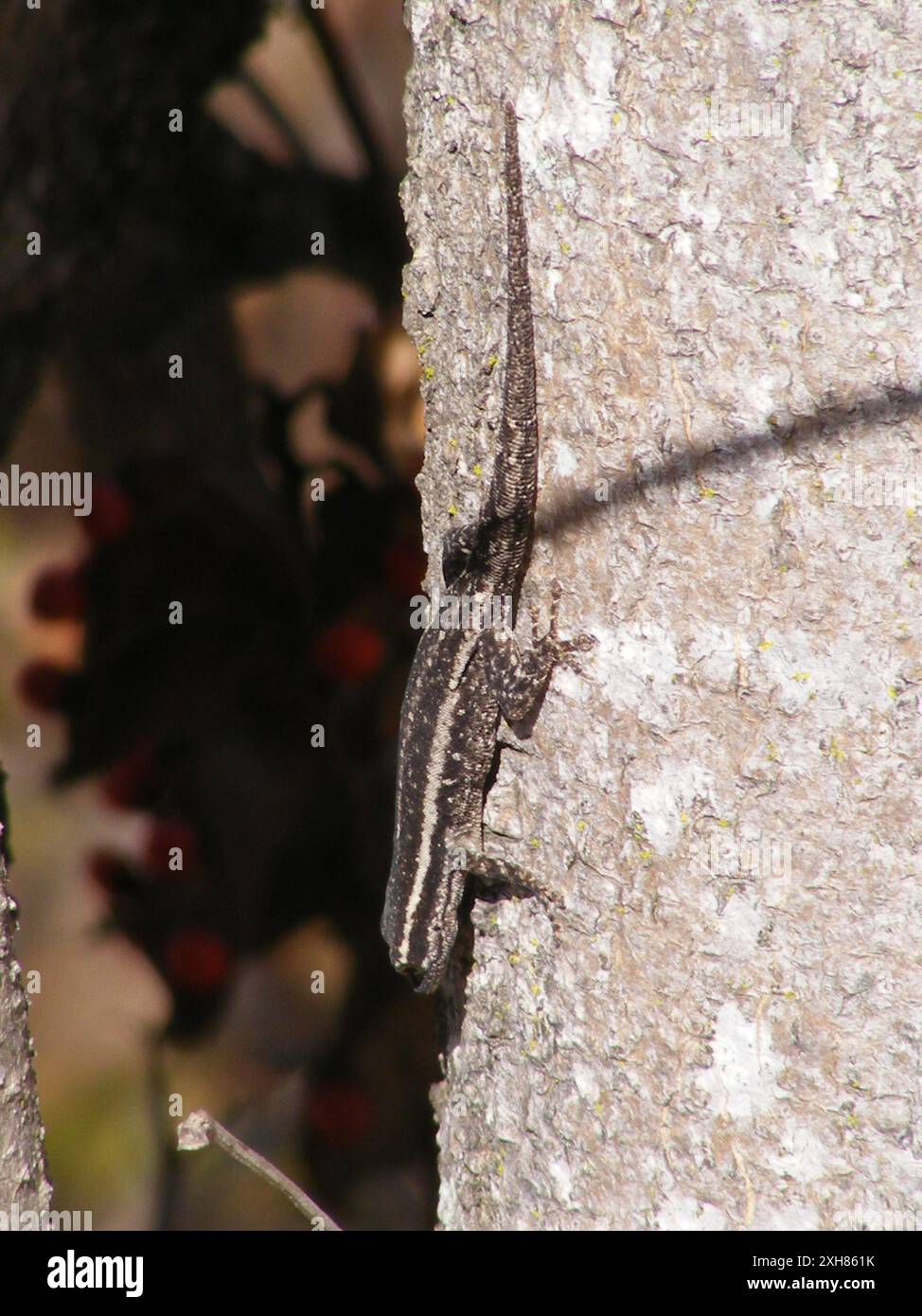 Common Dwarf Gecko (Lygodactylus capensis) , Skukuza Camp, Kruger ...