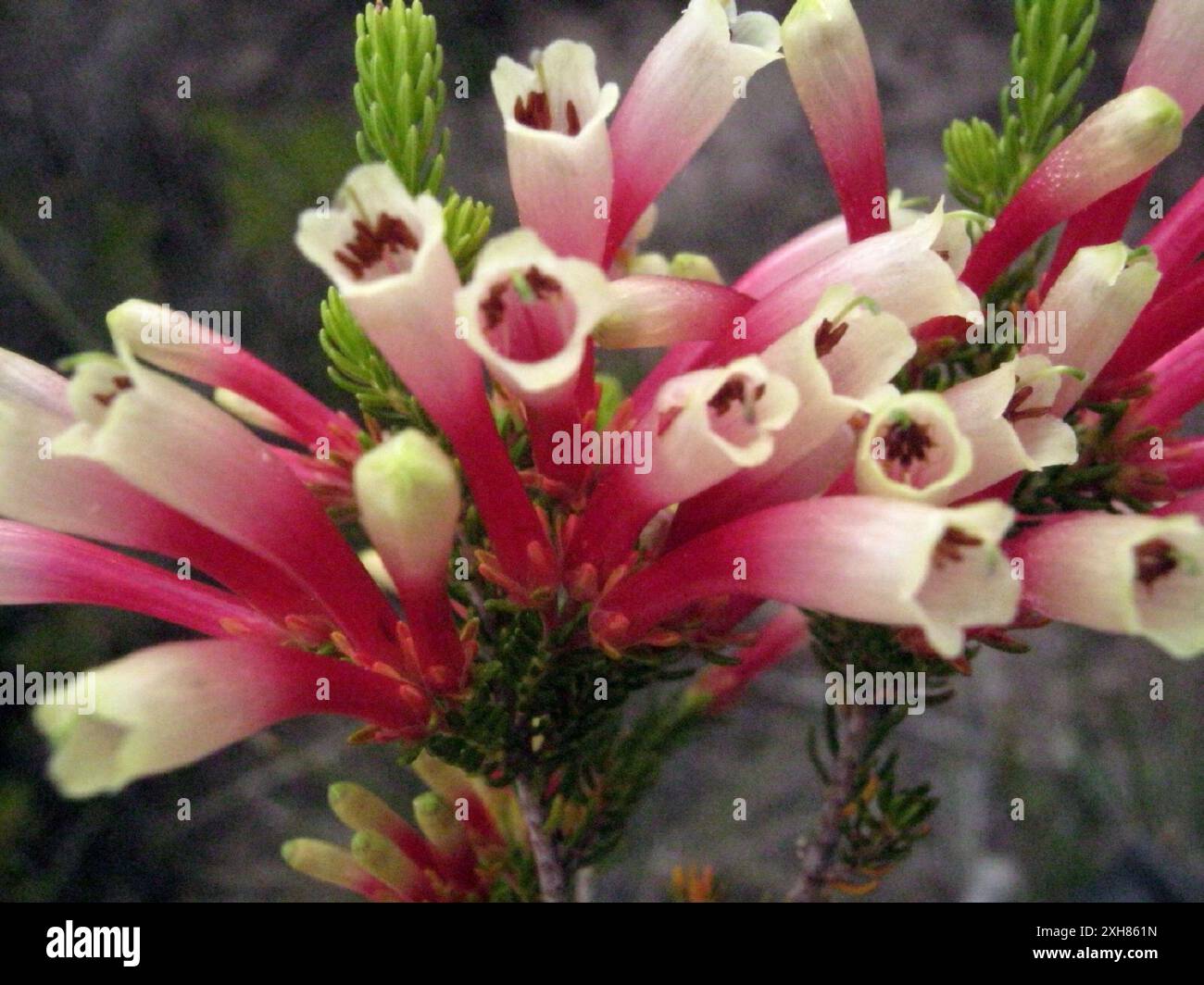 Twotone Heath (Erica versicolor) Diosma aristata Reserve near Pinnacle ...