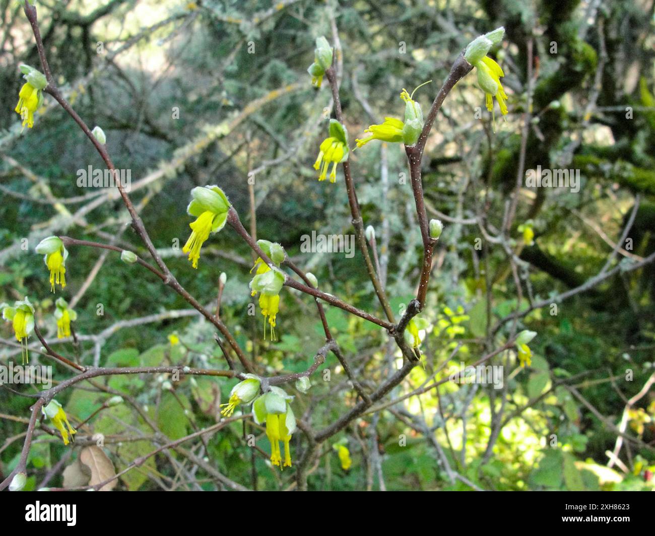 Western Leatherwood (Dirca occidentalis) , California, US Stock Photo ...