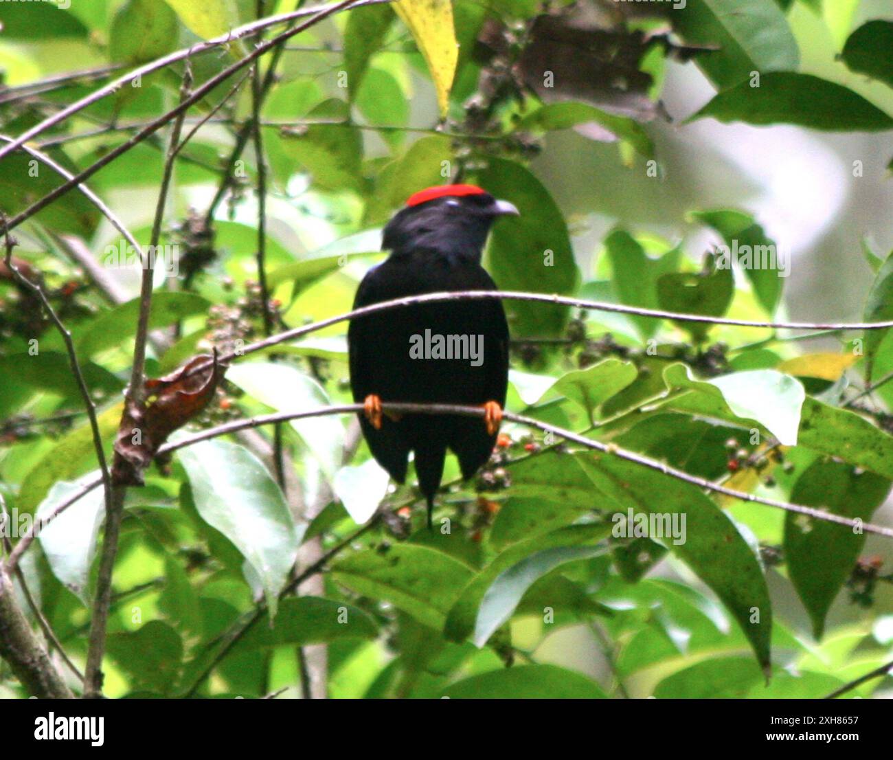 Lance tailed manakin chiroxiphia lanceolata hi-res stock photography ...