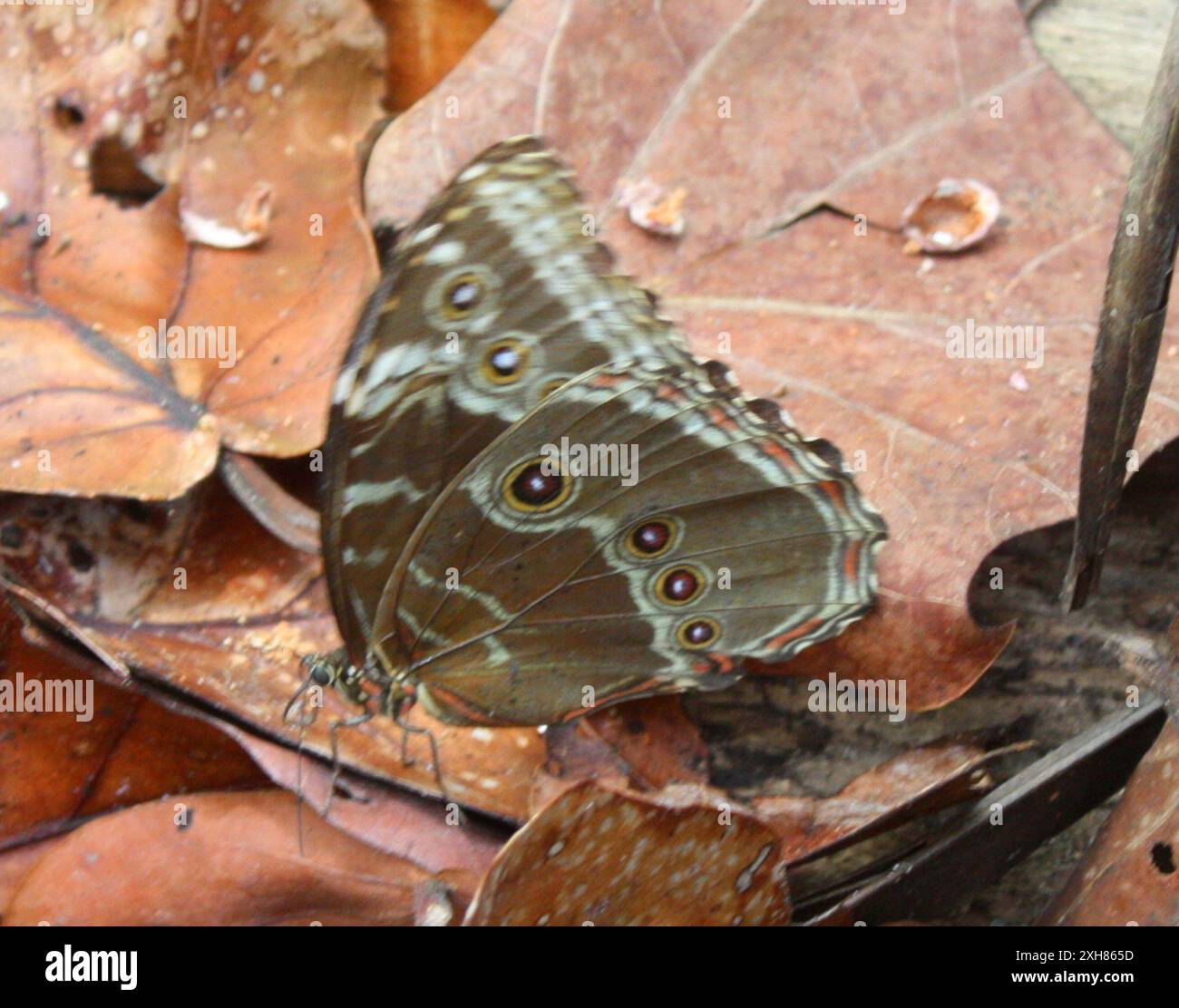 Common Morpho (Morpho helenor peleides) Tayrona Park Stock Photo - Alamy