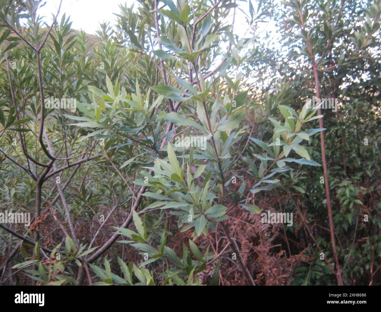 Brabejum hi-res stock photography and images - Alamy
