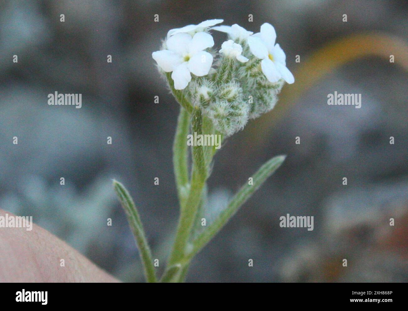 flaccid cryptantha (Cryptantha flaccida) Redwood City, California ...