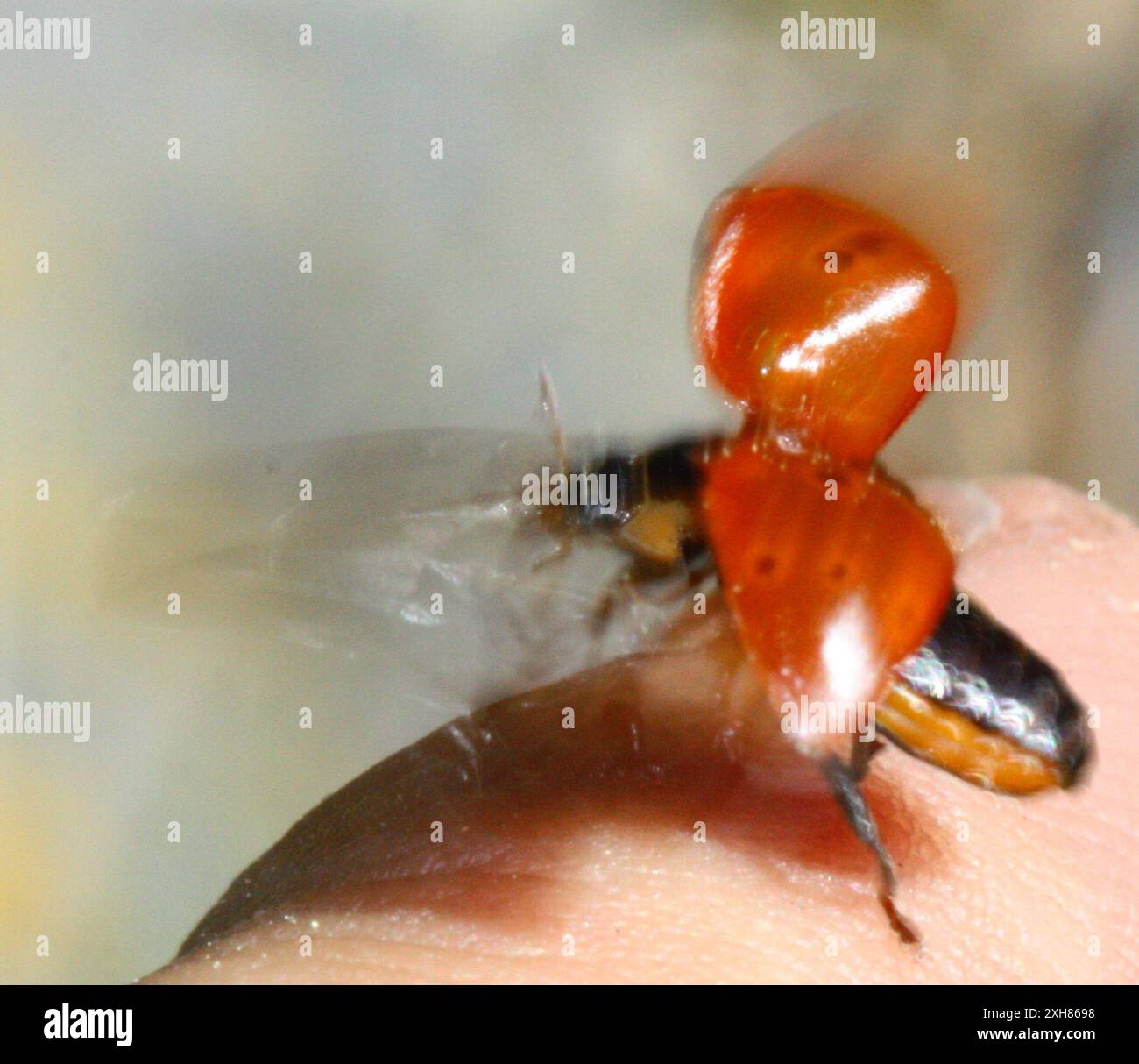 Flying Saucer Lady Beetle (Anatis rathvoni) sagehen creek fieldstation ...