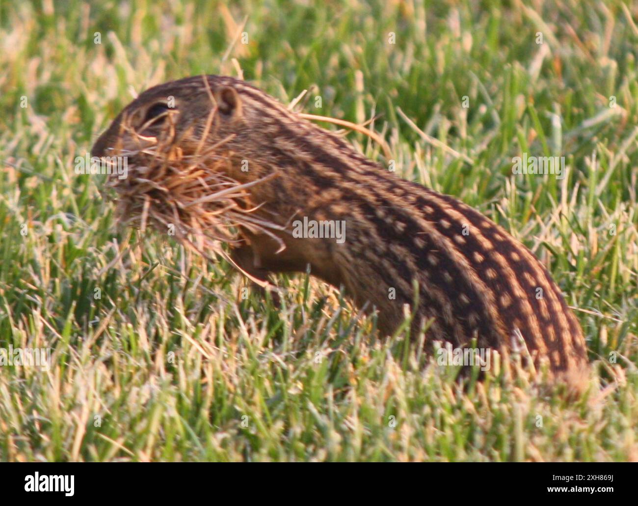 Thirteen-lined Ground Squirrel (Ictidomys tridecemlineatus) Sioux falls ...