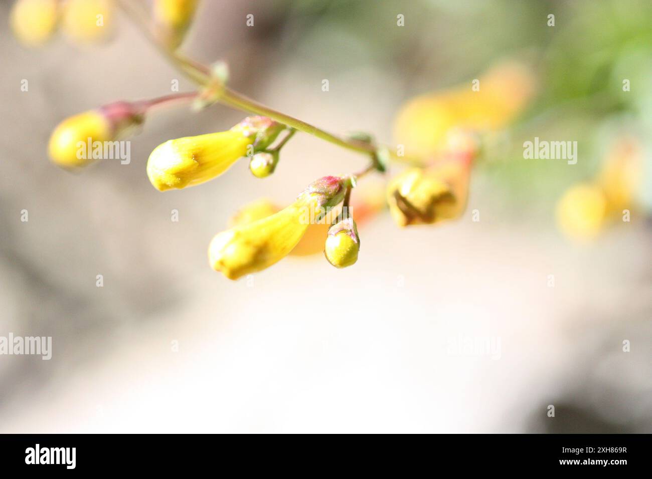 Azure Penstemon (Penstemon azureus) independence lake Stock Photo - Alamy