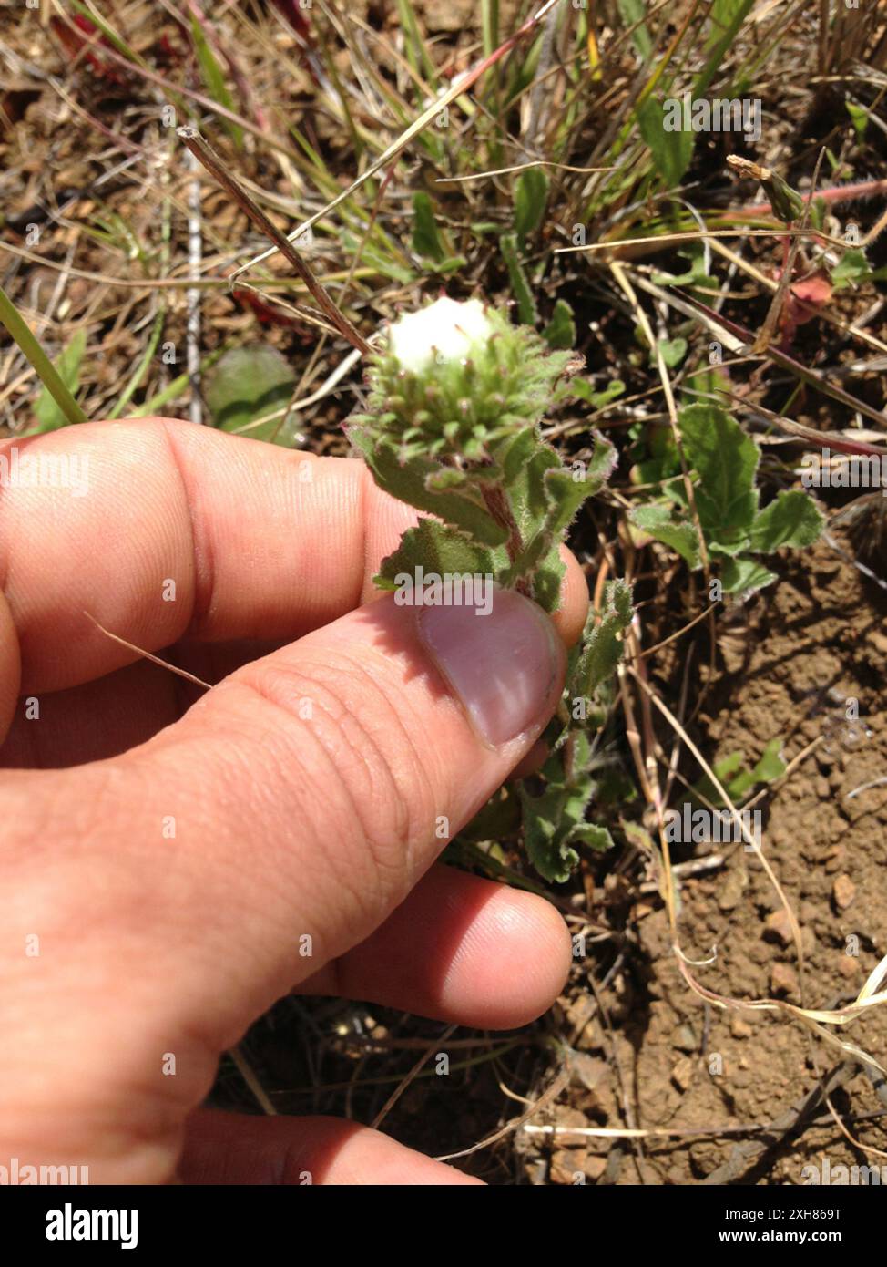 gumplants (Grindelia) Milagra Ridge, Pacifica, California, US Stock ...