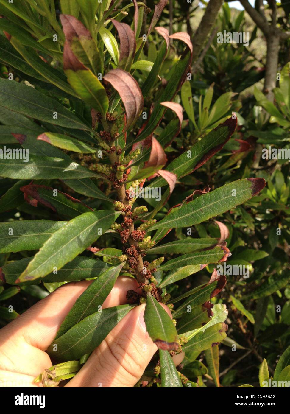 Pacific Wax myrtle (Morella californica) Milagra Ridge, Pacifica ...