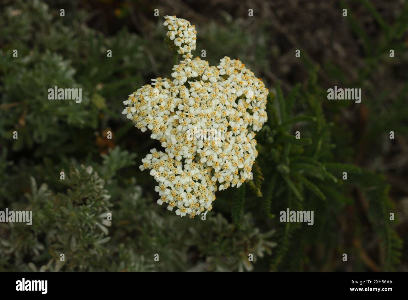common yarrow (Achillea millefolium) San Francisco, California, United ...