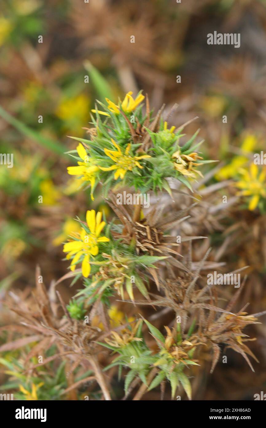 pappose tarplant (Centromadia parryi parryi) California, US Stock Photo ...