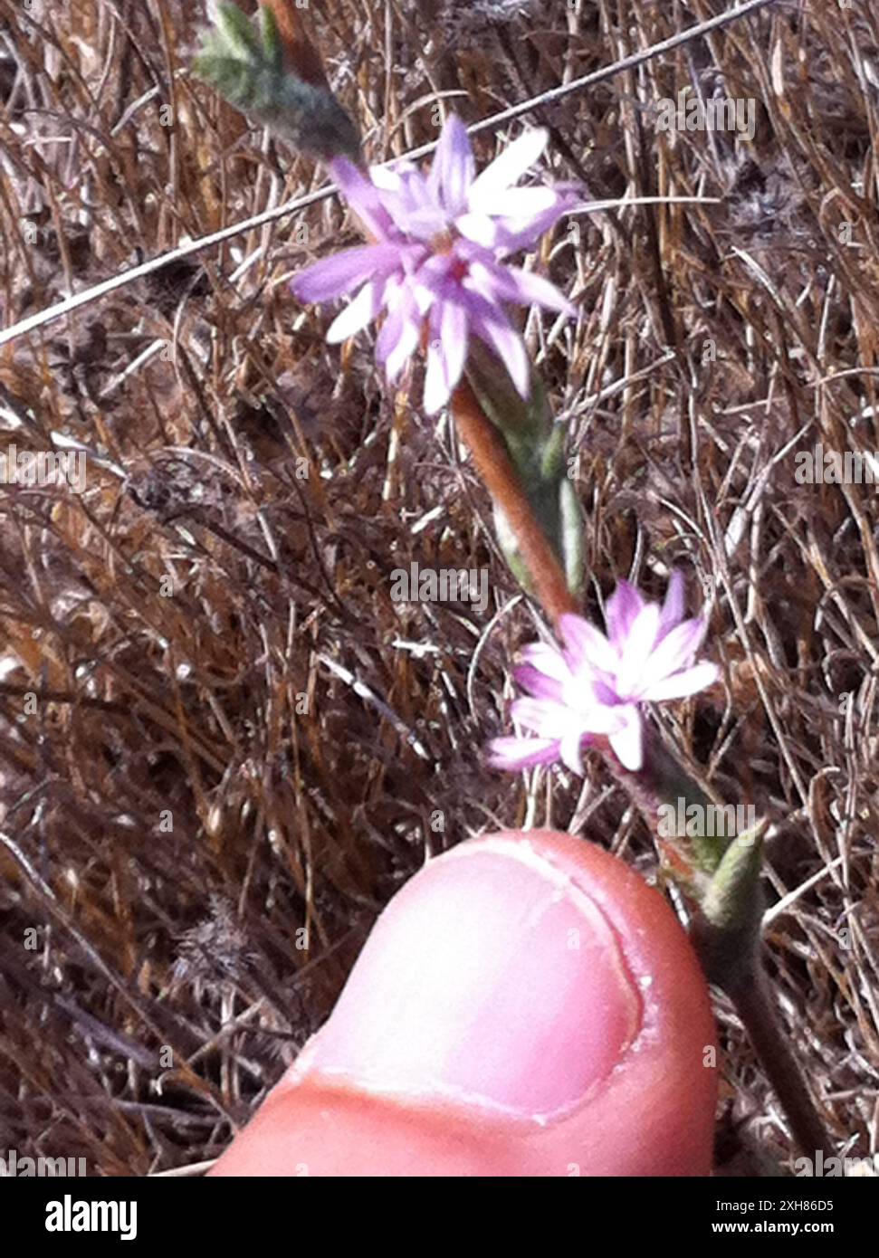 woollyhead lessingia (Lessingia hololeuca) , California, US Stock Photo ...