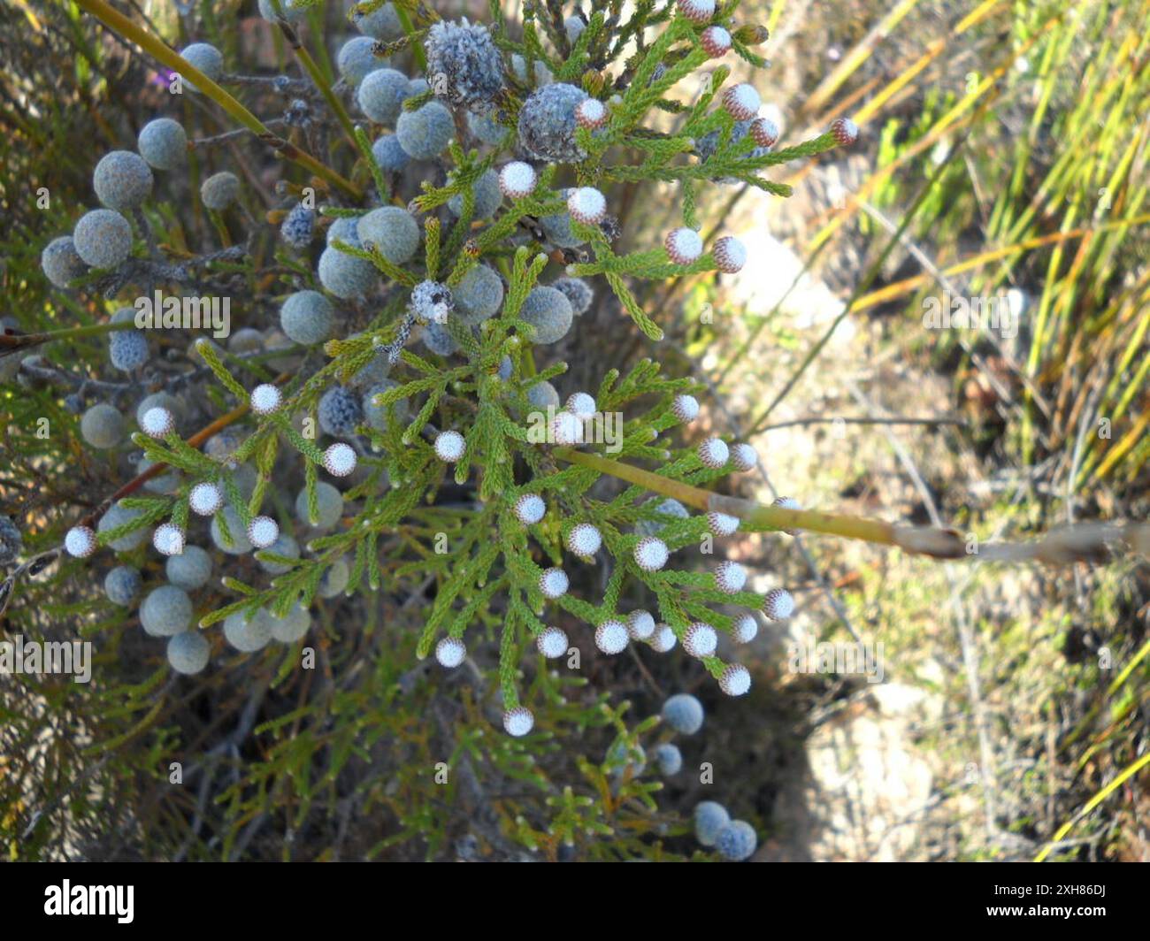 Cone Stompie (Brunia noduliflora) , Rooiberg: On the Rooiberg Jeep ...