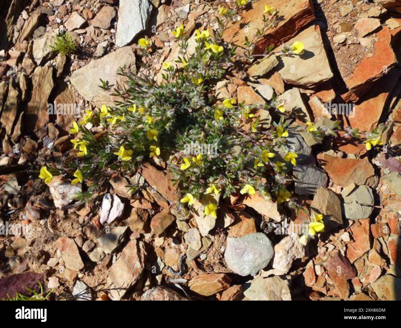 (Lotononis pungens) , Min Water: Min Water in the Little Karoo Stock ...