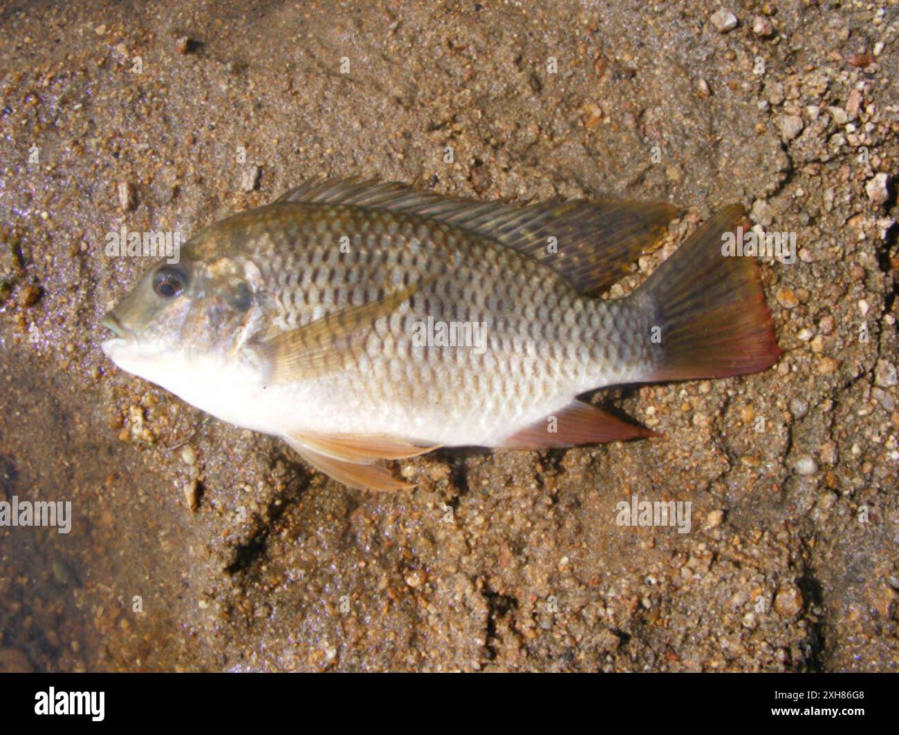 Redbreast tilapia (Coptodon rendalli) Kruger Park, Jock Safari Lodge ...