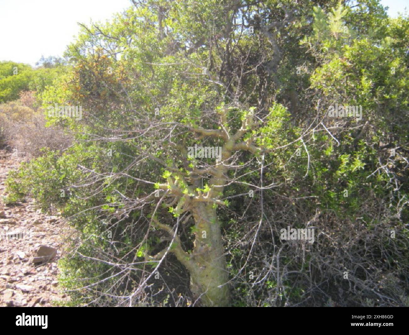 Botterboom (Tylecodon paniculatus) Min Water in the Klein Karoo: Min ...
