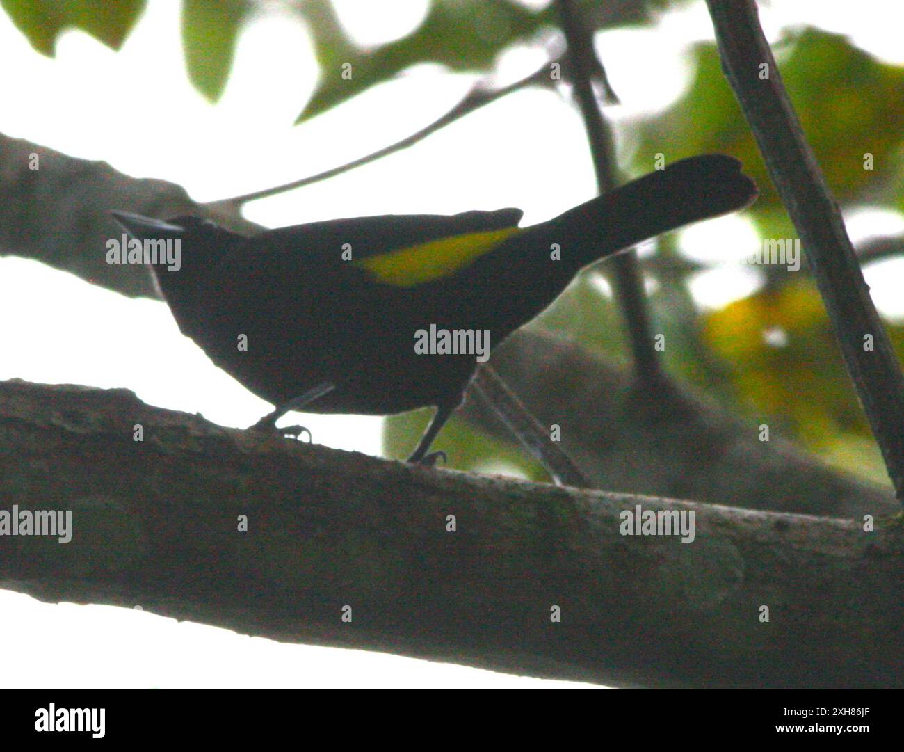 Flame-rumped Tanager (Ramphocelus flammigerus) Gamboa Panama Stock ...