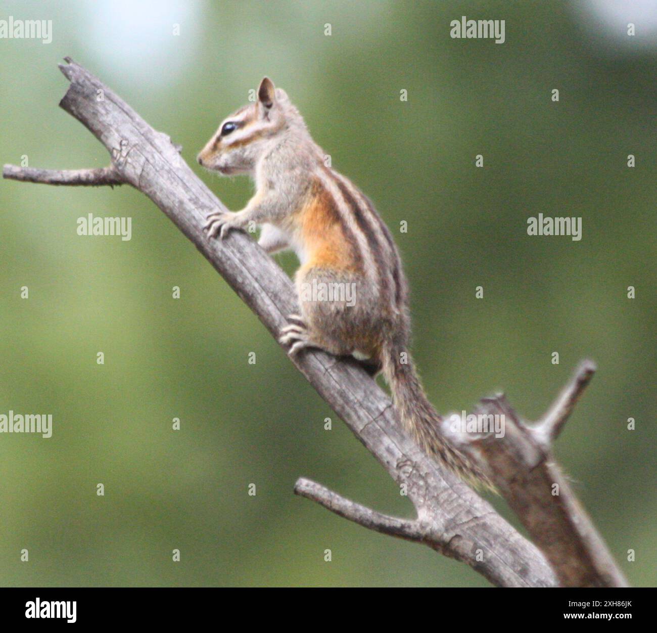 Gray-collared Chipmunk (Neotamias cinereicollis) Flagstaff arboretum ...