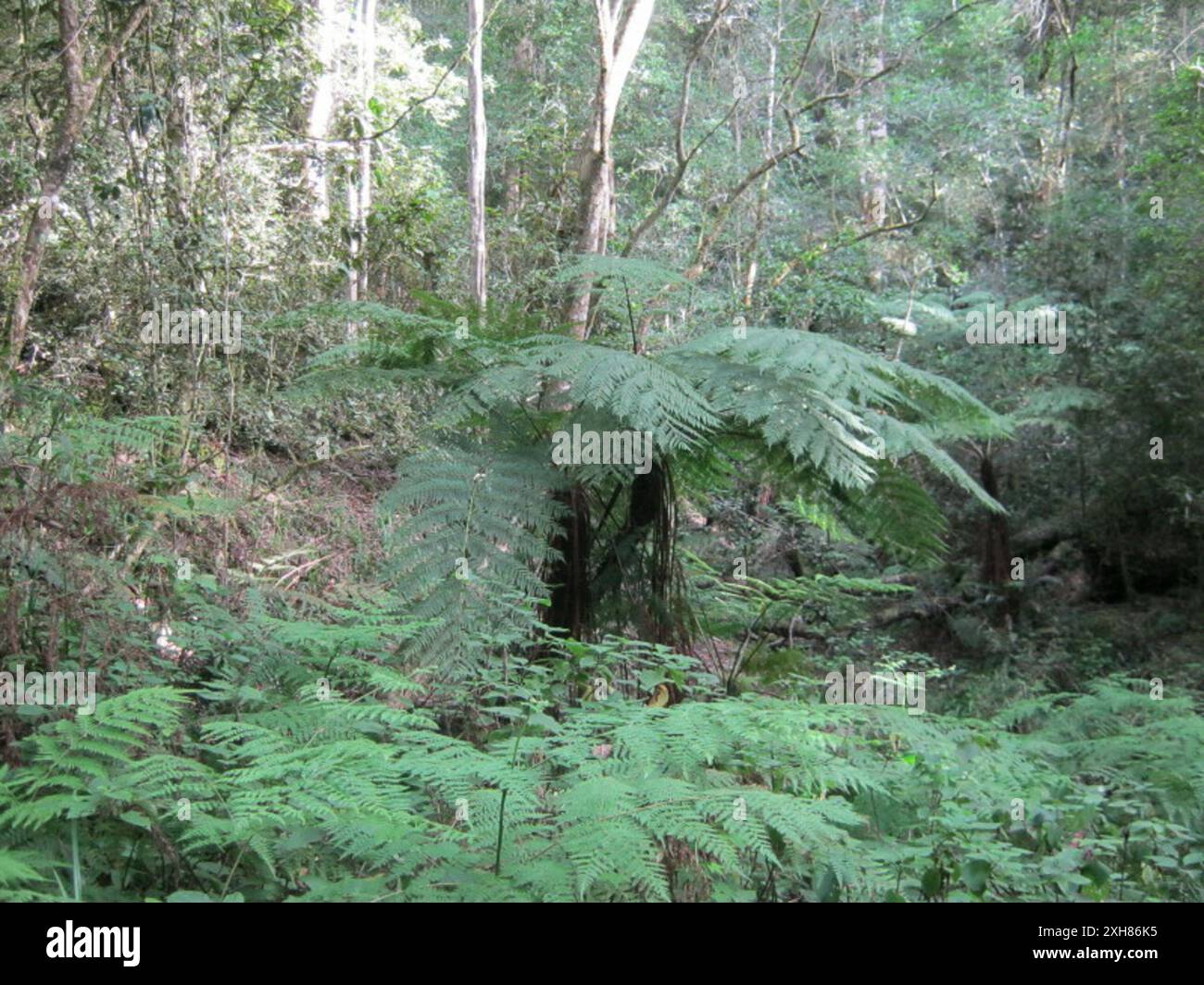 Forest Tree Fern (Cyathea capensis) Collinshoek: On the Big Tree Trail ...