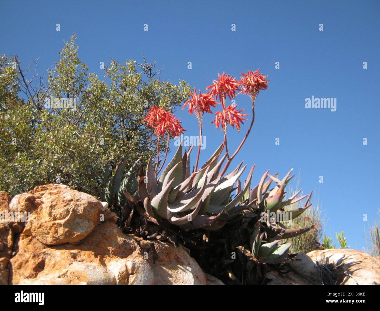 Mitre Aloe Complex (Aloe perfoliata) Kliprand Farm off the Langkloof Rd ...