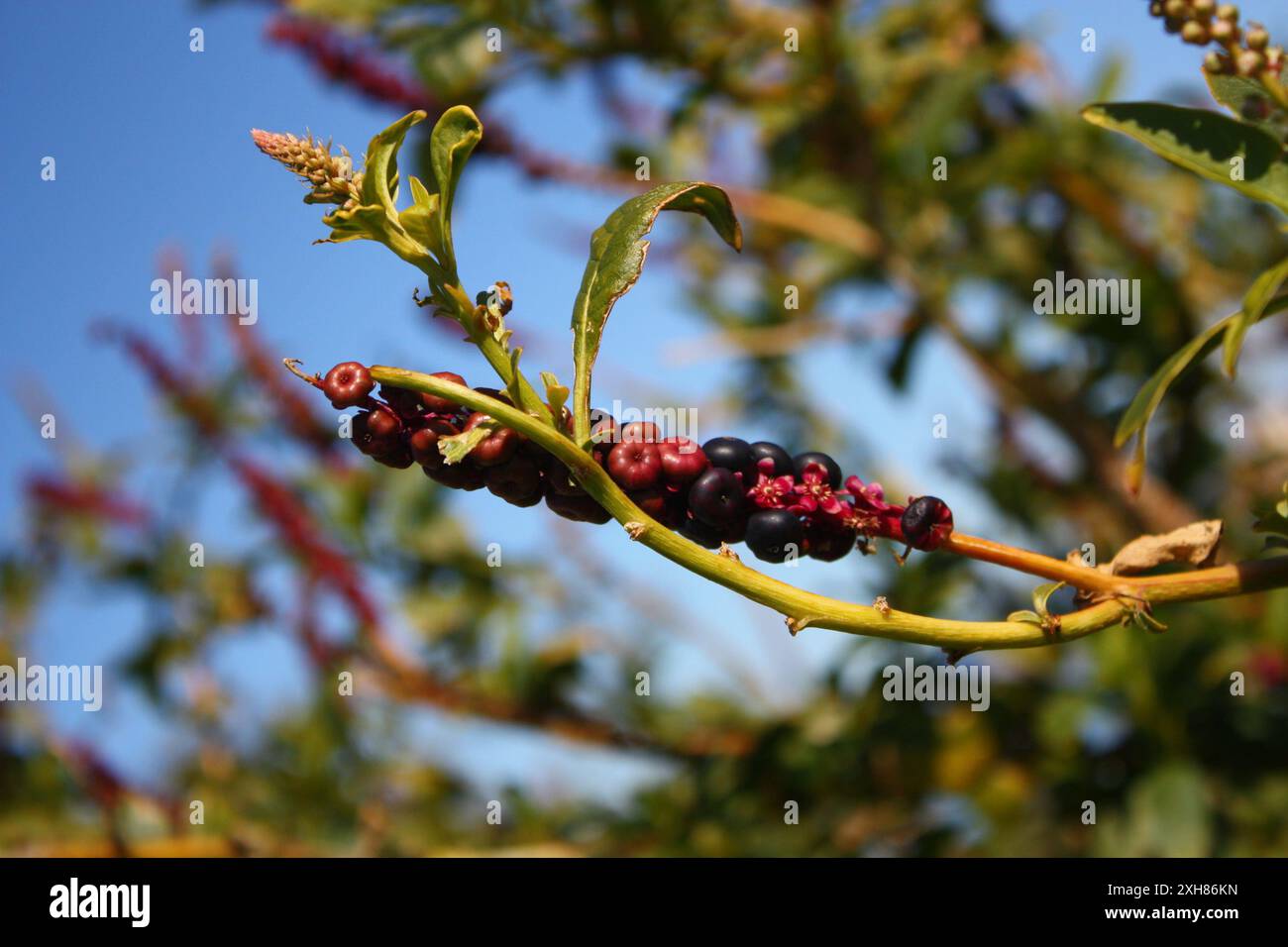 Mexican pokeweed (Phytolacca heterotepala) Candlestick point State ...