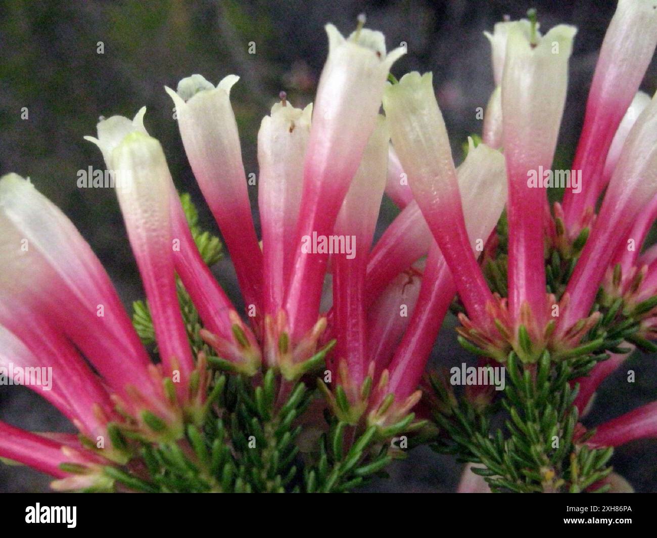 Erica aristata hi-res stock photography and images - Alamy