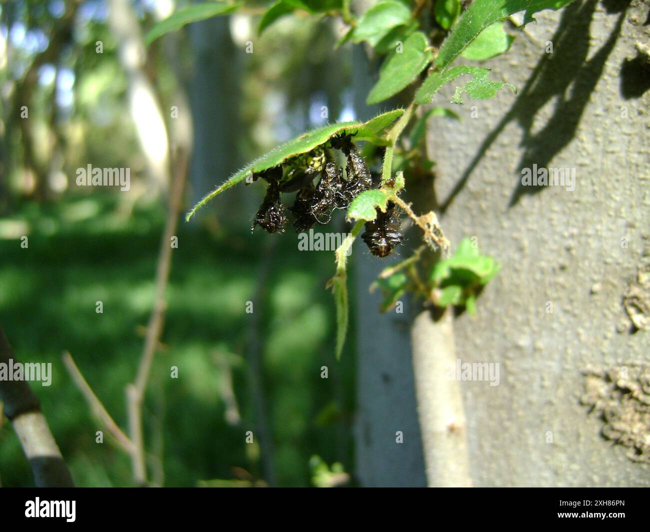 Stinkwood Leaf Beetles (Megaleruca) , Roodeplaat Farm (ARC), NE of ...