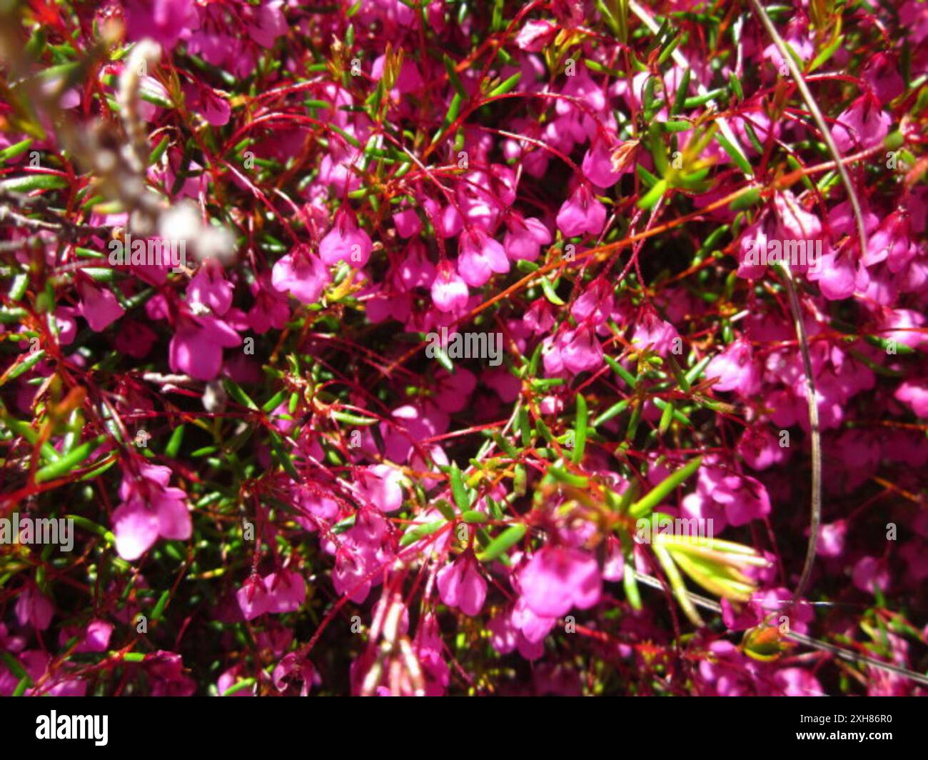 (Erica tetrathecoides) , Langeberg Nature Reserve: Sleeping Beauty ...